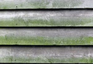 The Easiest Way to Clean Mold from Wood - Homelization